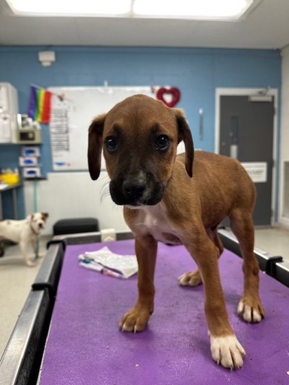 Adoptable Dogs – IndyHumane