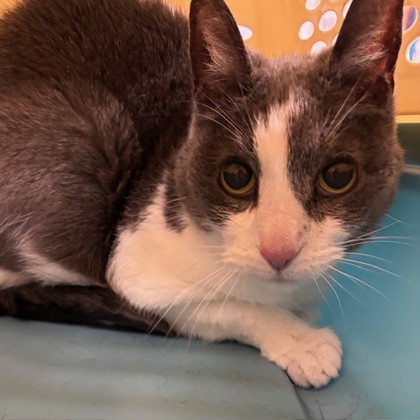 Adoptable Cats – IndyHumane