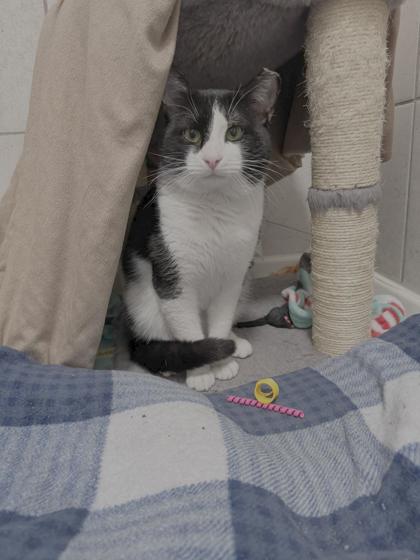 IndyHumane – Find your future friend forever