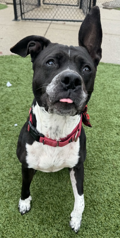 Adoptable Dogs – IndyHumane