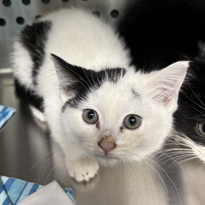 Adoptable Cats - IndyHumane