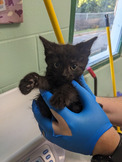 Adoptable Cats – IndyHumane