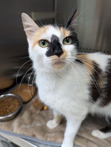 Adoptable Cats – IndyHumane