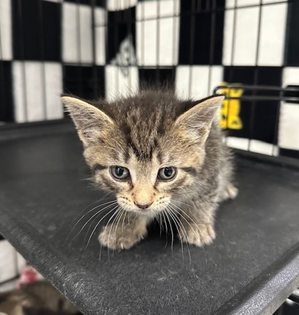 Adoptable Cats – IndyHumane