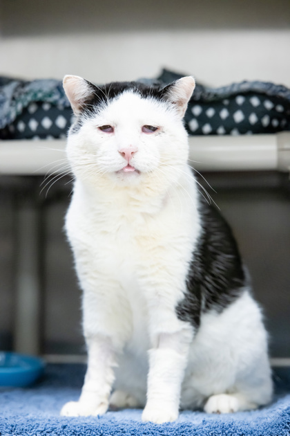 Adoptable Cats – IndyHumane