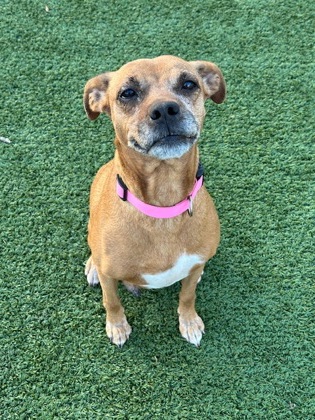 Adoptable Dogs – IndyHumane