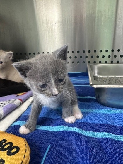 Adoptable Cats – IndyHumane