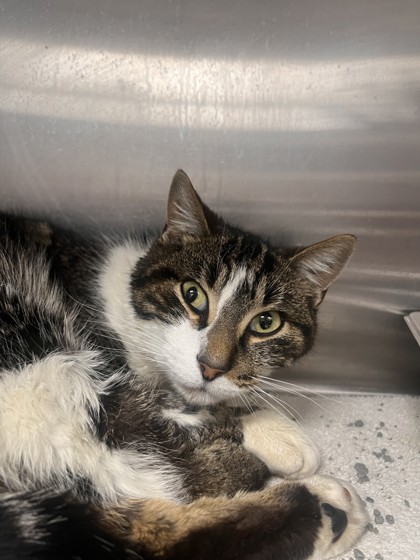 Adoptable Cats – IndyHumane