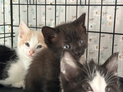 Adoptable Cats – IndyHumane