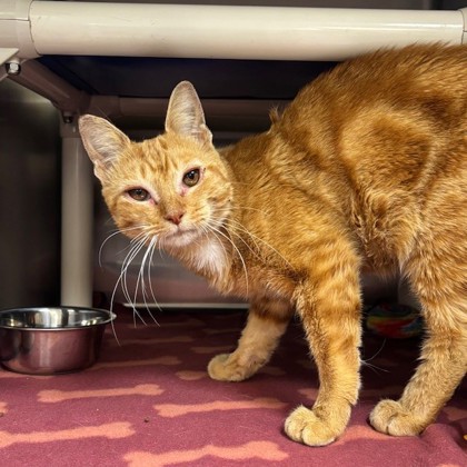 Adoptable Cats – IndyHumane