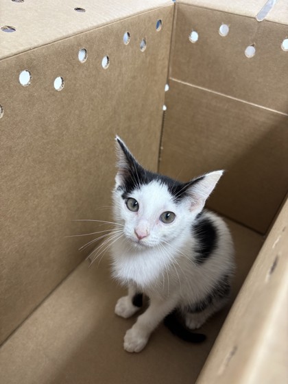 Adoptable Cats – IndyHumane