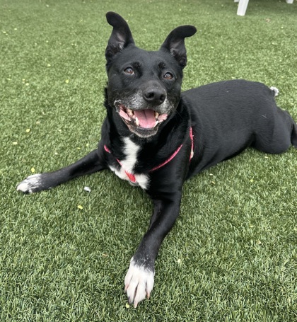 Adoptable Dogs – IndyHumane