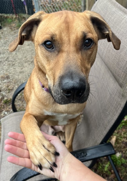 Adoptable Dogs – IndyHumane