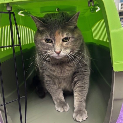 Adoptable Cats – IndyHumane