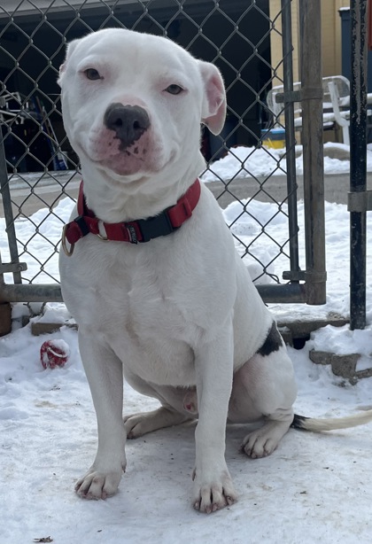 Adoptable Dogs – IndyHumane