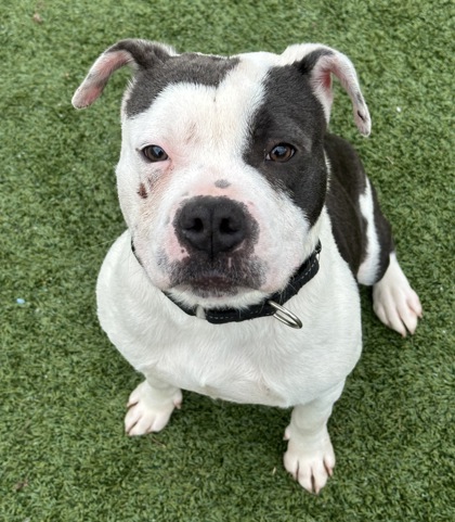 Adoptable Dogs – IndyHumane