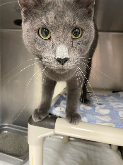 Adoptable Cats – IndyHumane