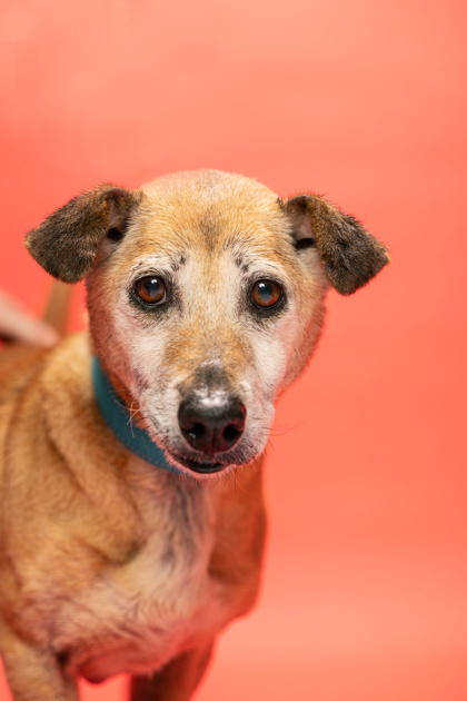 Adoptable Dogs – IndyHumane