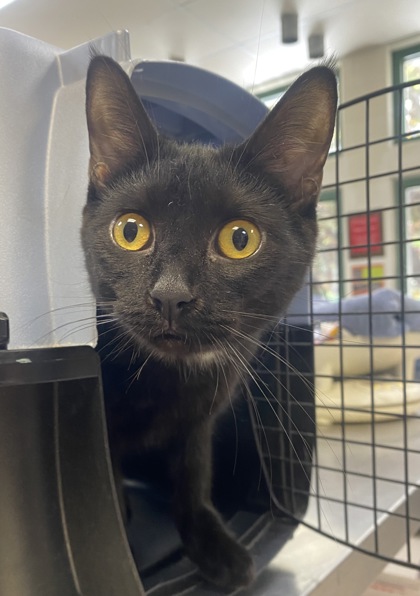 Adoptable Cats – IndyHumane