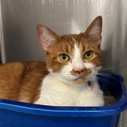 Adoptable Cats – IndyHumane