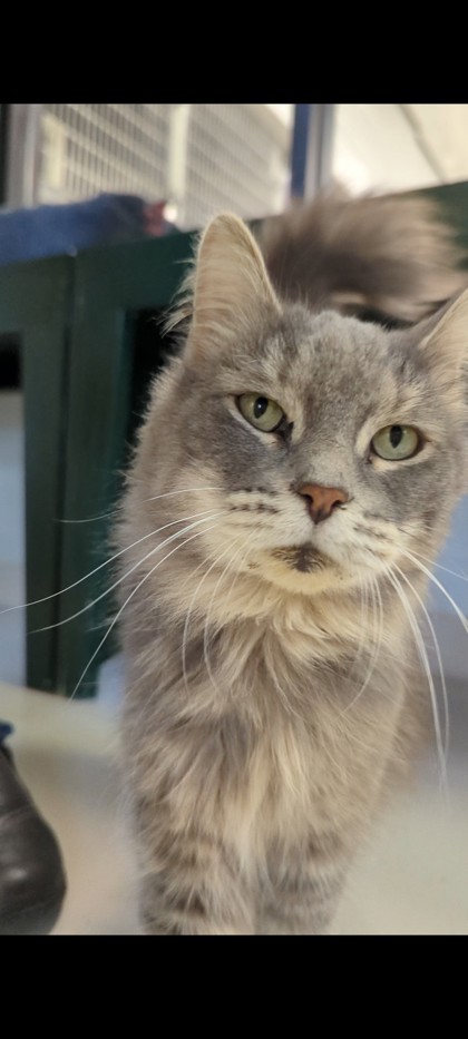 Adoptable Cats – IndyHumane