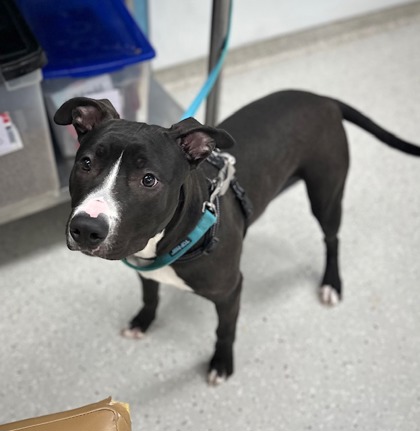 Adoptable Dogs – IndyHumane