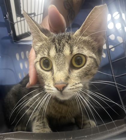 Adoptable Cats – IndyHumane