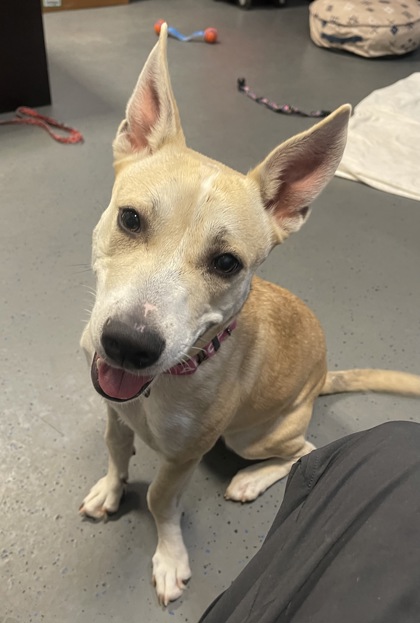 Adoptable Dogs – IndyHumane