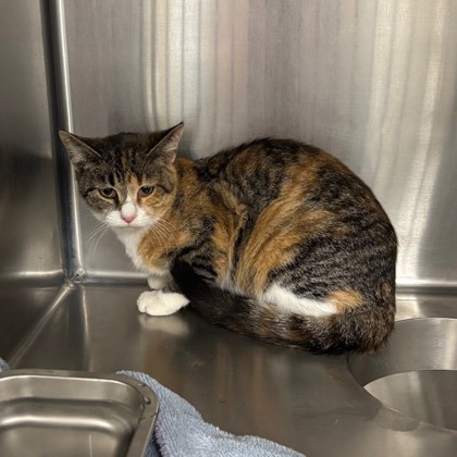 Adoptable Cats – IndyHumane