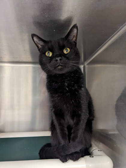 Adoptable Cats – IndyHumane