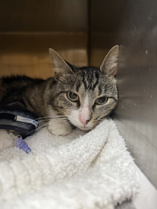 Adoptable Cats – IndyHumane