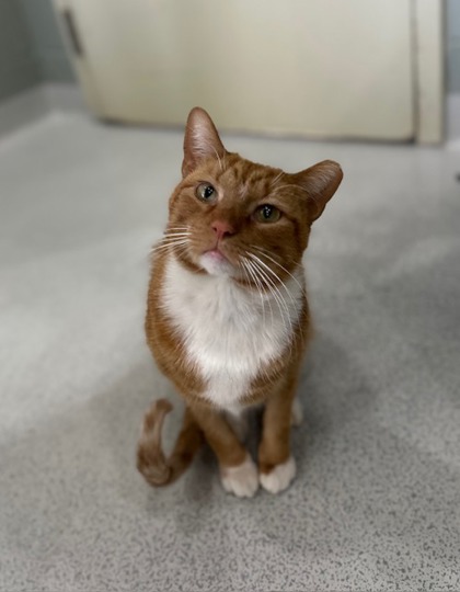 Adoptable Cats – IndyHumane