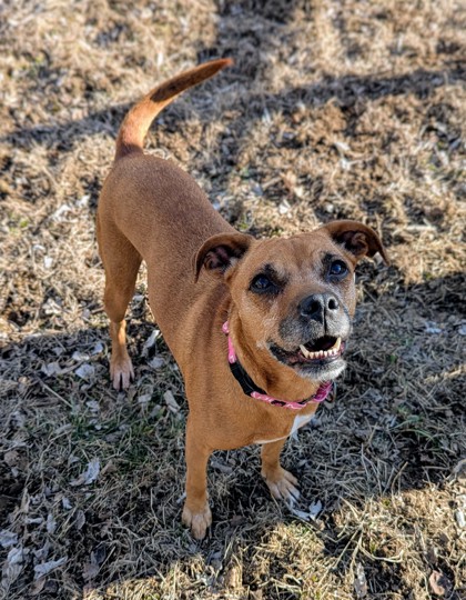 Adoptable Dogs – IndyHumane