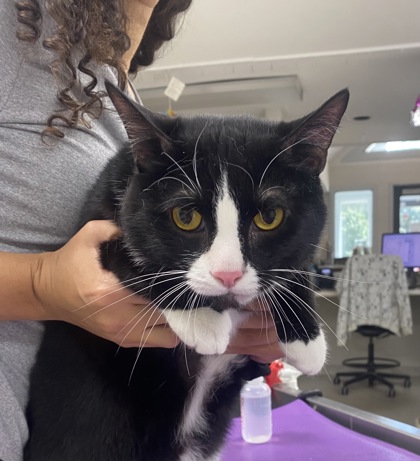 Adoptable Cats – IndyHumane