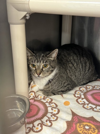 Adoptable Cats – IndyHumane