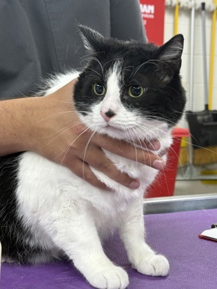 Adoptable Cats – IndyHumane