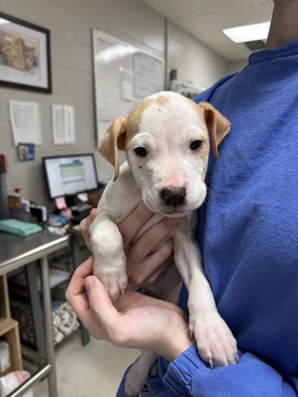 Adoptable Dogs – IndyHumane