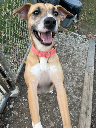 Adoptable Dogs – IndyHumane