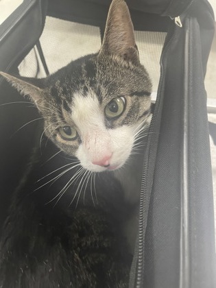 Adoptable Cats - IndyHumane