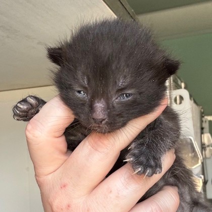 Lost & Found Pets – IndyHumane