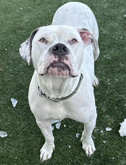 Adoptable Dogs – IndyHumane