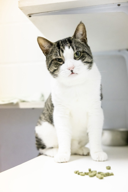 Adoptable Cats – IndyHumane