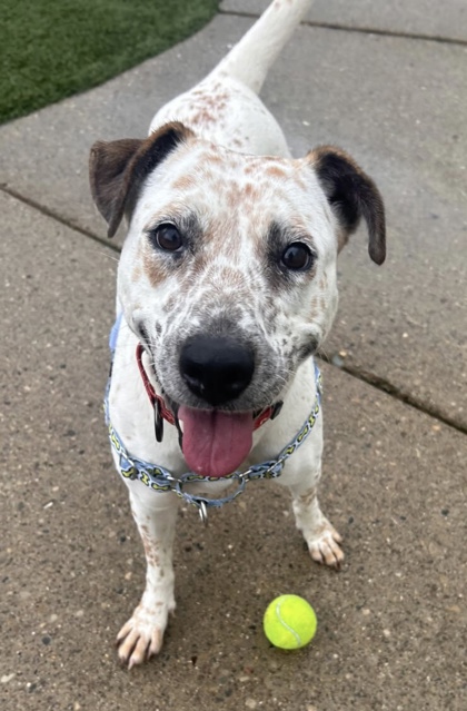 Adoptable Dogs – IndyHumane