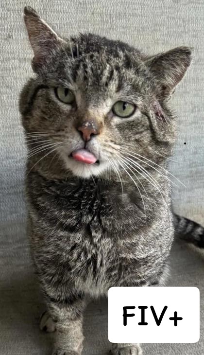 Adoptable Cats – IndyHumane