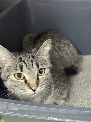 Adoptable Cats – IndyHumane