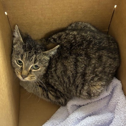 Adoptable Cats – IndyHumane