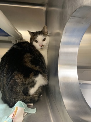 Adoptable Cats – IndyHumane