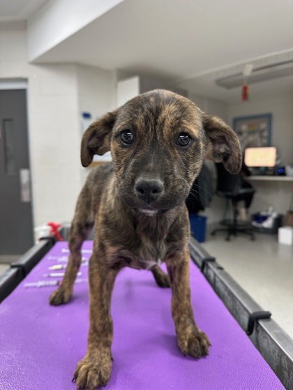 Adoptable Dogs – IndyHumane