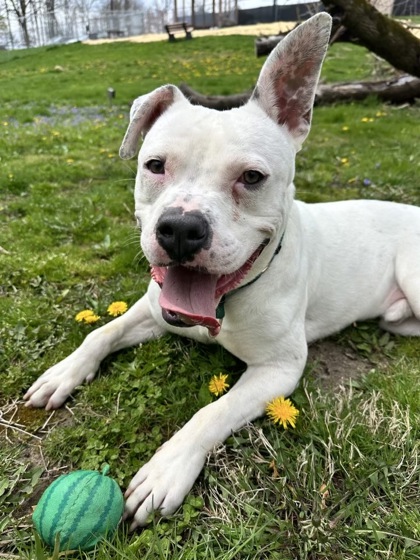 Adoptable Dogs - IndyHumane