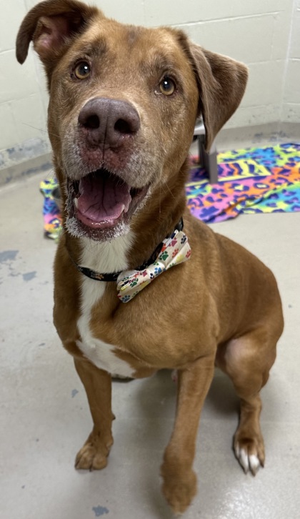 Adoptable Dogs - IndyHumane